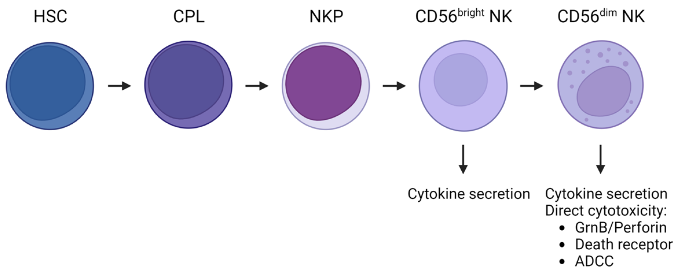 A Killer Disarmed: Natural Killer Cell Impairment in Myelodysplastic Syndrome