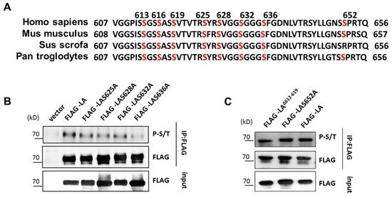 Role of C-Terminal Phosphorylation of Lamin A in DNA Damage and ...