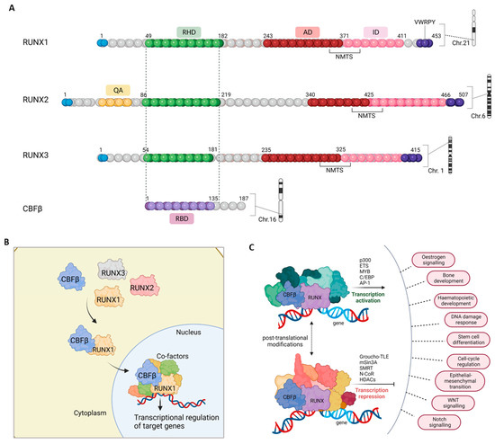 The RUNX/CBFβ Complex in Breast Cancer: A Conundrum of Context
