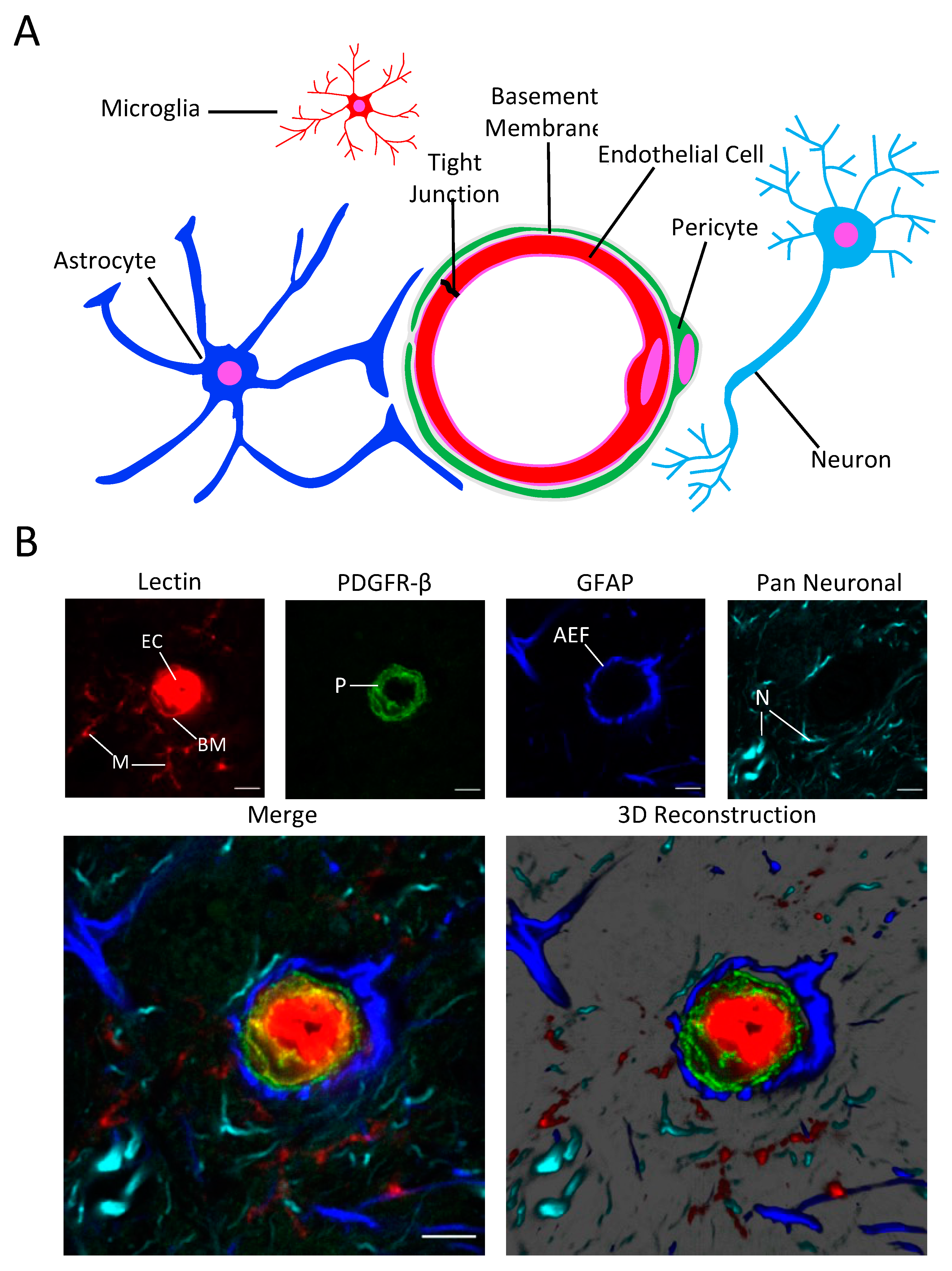 High Resolution Multiplex Confocal Imaging of the Neurovascular Unit in ...
