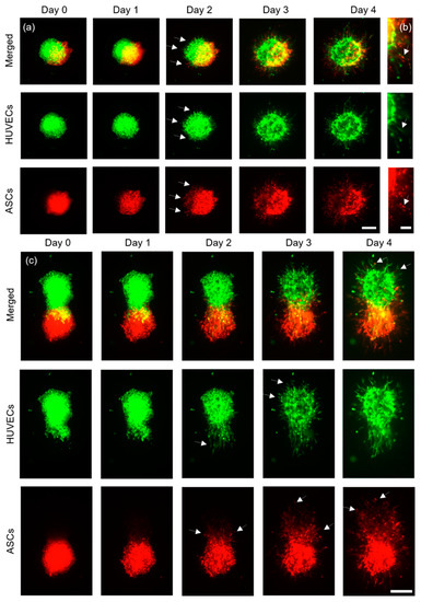 A Drop-on-Demand Bioprinting Approach to Spatially Arrange Multiple ...