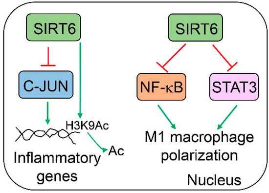 Sirtuin 6—A Key Regulator of Hepatic Lipid Metabolism and Liver Health