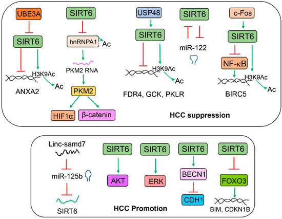 Sirtuin 6—A Key Regulator of Hepatic Lipid Metabolism and Liver Health