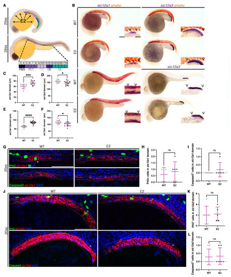 Estrogen Signaling Influences Nephron Segmentation of the Zebrafish Embryonic Kidney