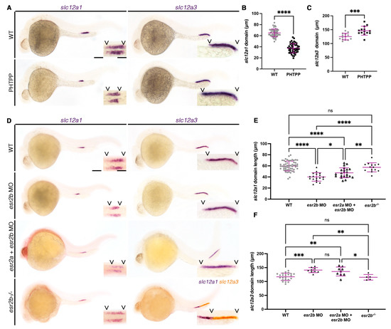 Estrogen Signaling Influences Nephron Segmentation of the Zebrafish ...