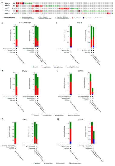 Differential Expression of AP-2 Transcription Factors Family in Lung ...