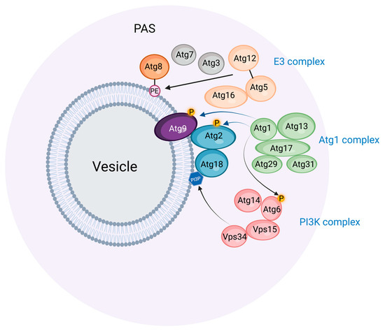 Autophagosome Biogenesis