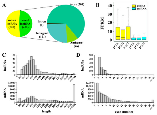 Two Novel lncRNAs Regulate Primordial Germ Cell Development in Zebrafish