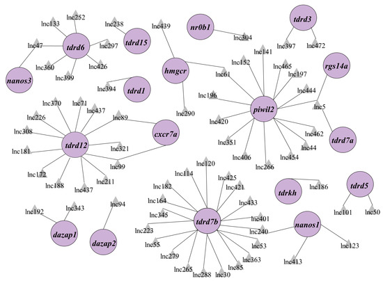 Two Novel lncRNAs Regulate Primordial Germ Cell Development in Zebrafish