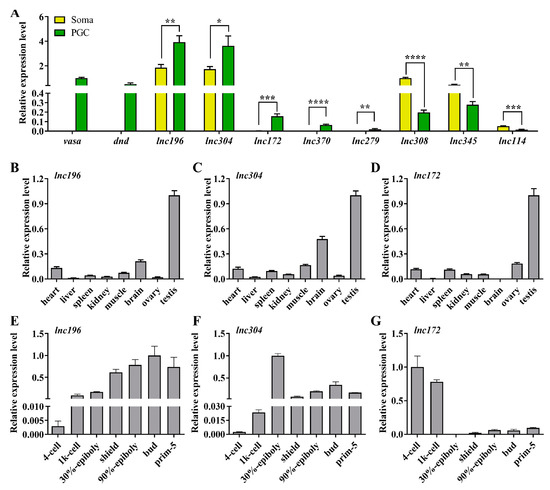 Two Novel lncRNAs Regulate Primordial Germ Cell Development in Zebrafish