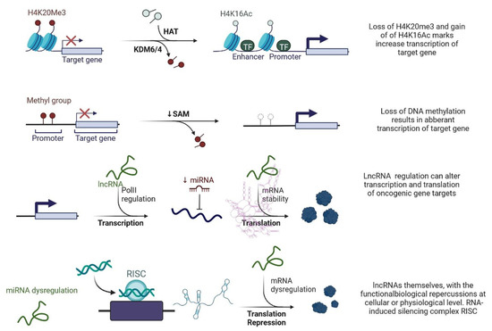 Recent Clinical Advances on Long Non-Coding RNAs in Triple-Negative ...