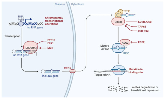 Recent Clinical Advances on Long Non-Coding RNAs in Triple-Negative ...