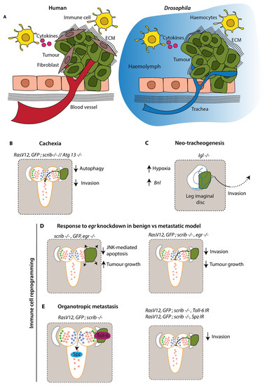 Modelling Cancer Metastasis in Drosophila melanogaster