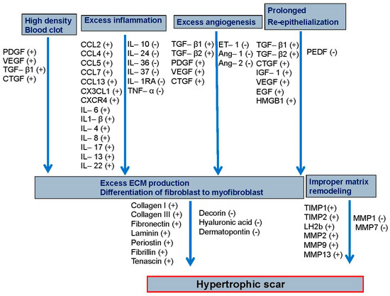 An Updated Review of Hypertrophic Scarring