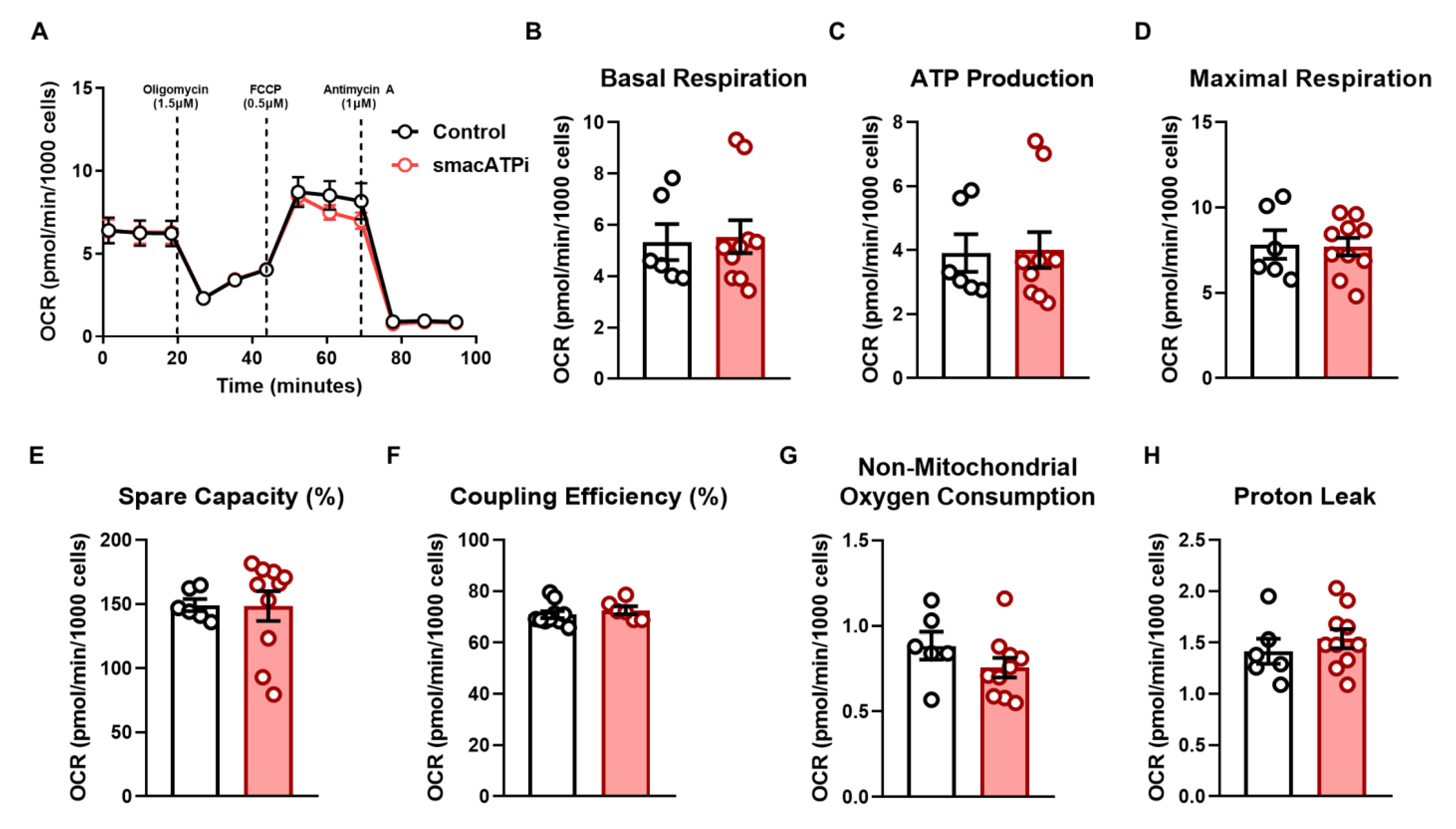 Cells | Free Full-Text | Real-Time Visualization of Cytosolic and Mitochondrial ATP Dynamics in ...