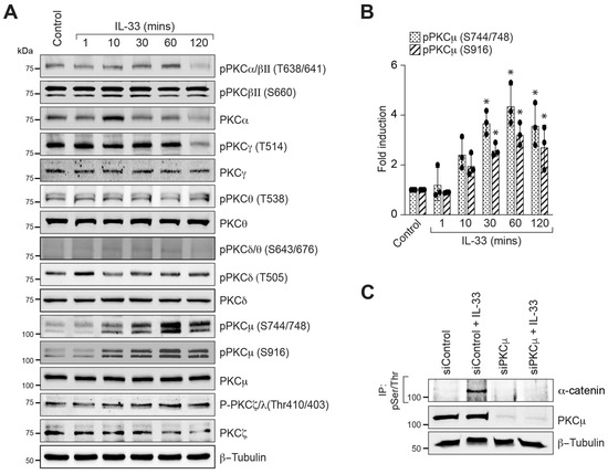 IL-33 via PKCμ/PRKD1 Mediated α-Catenin Phosphorylation Regulates ...