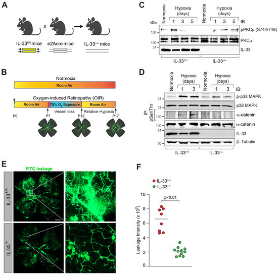 IL-33 via PKCμ/PRKD1 Mediated α-Catenin Phosphorylation Regulates ...