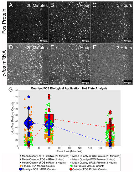 Quanty-cFOS, a Novel ImageJ/Fiji Algorithm for Automated Counting of Immunoreactive Cells in ...