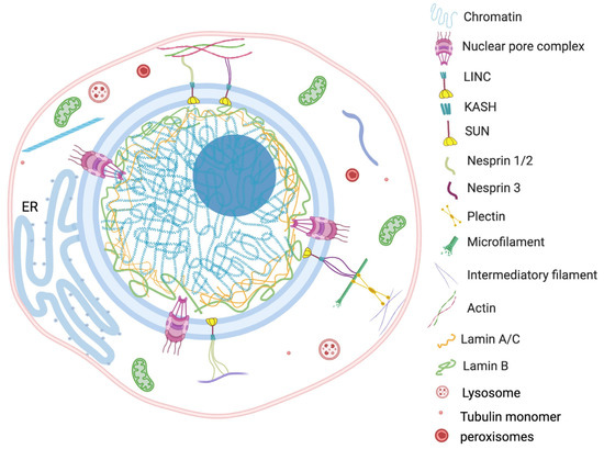 Tuning between Nuclear Organization and Functionality in Health and Disease