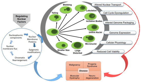 Tuning between Nuclear Organization and Functionality in Health and Disease