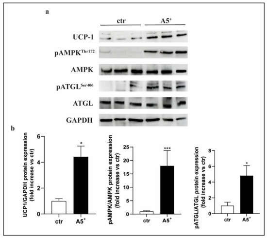 Cells | Free Full-Text | A Novel Mix of Polyphenols and Micronutrients ...