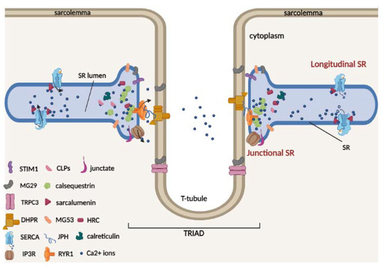 Sarcoplasmic Reticulum Ca2+ Buffer Proteins: A Focus on the Yet-To-Be ...