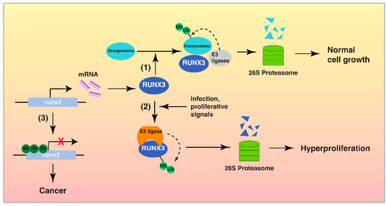 RUNX3 Meets the Ubiquitin-Proteasome System in Cancer