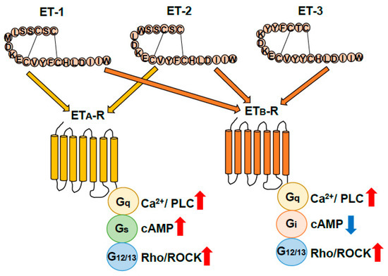 Roles of Astrocytic Endothelin ETB Receptor in Traumatic Brain Injury