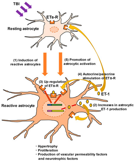 Roles of Astrocytic Endothelin ETB Receptor in Traumatic Brain Injury