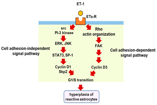 Roles of Astrocytic Endothelin ETB Receptor in Traumatic Brain Injury