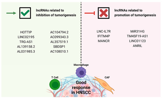 The Two Faces of Immune-Related lncRNAs in Head and Neck Squamous Cell ...