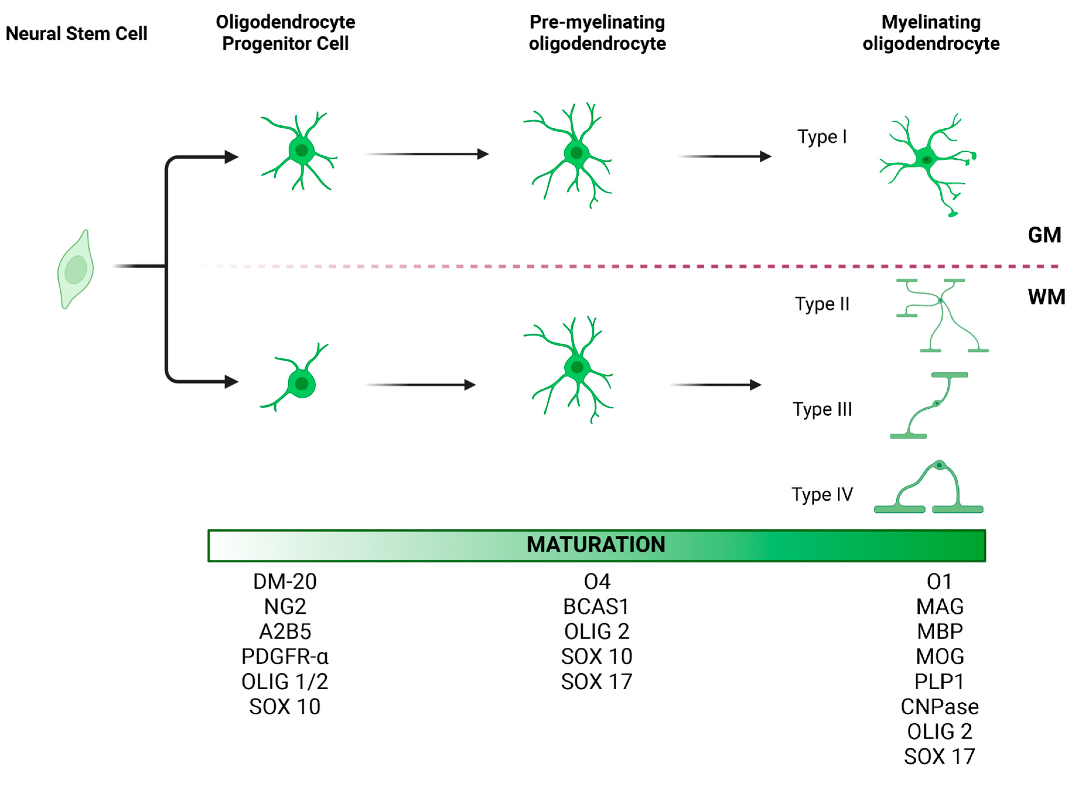 Cells Free Full Text Role Of Oligodendrocyte Lineage Cells In