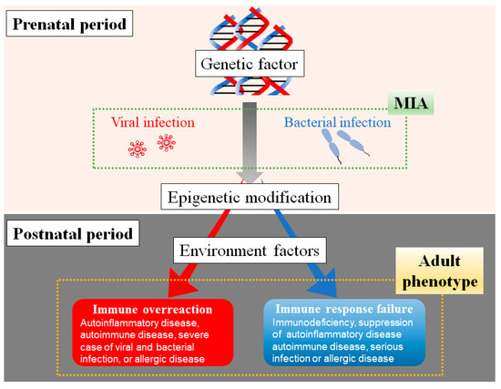 Influence of Immune System Abnormalities Caused by Maternal Immune Activation in the Postnatal ...