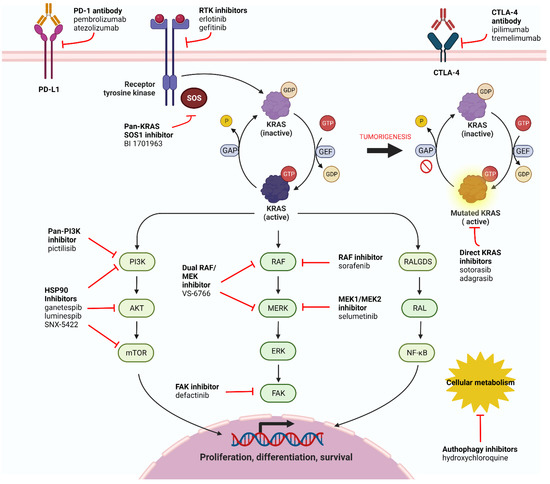 KRAS-Mutant Lung Cancer: Targeting Molecular and Immunologic Pathways ...