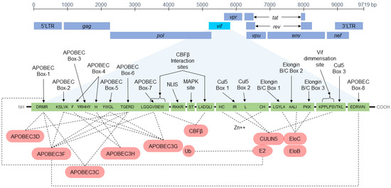 Identification of Clinically Relevant HIV Vif Protein Motif Mutations ...