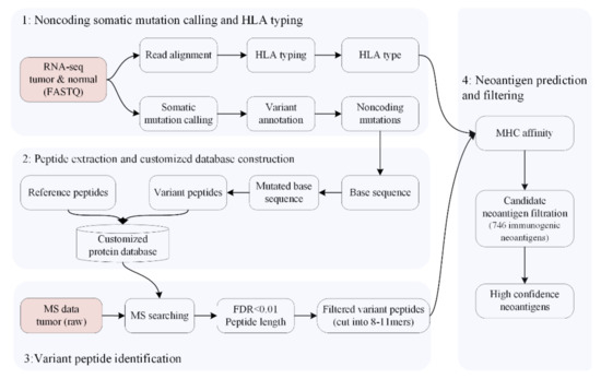 PGNneo: A Proteogenomics-Based Neoantigen Prediction Pipeline in Noncoding Regions
