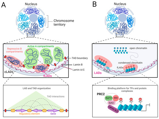 Cells | Free Full-Text | Epigenetics in LMNA-Related Cardiomyopathy
