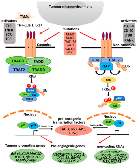 Transcriptional Regulation during Aberrant Activation of NF-κB ...