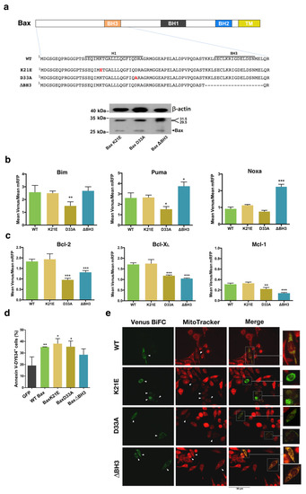 Study of the Bcl-2 Interactome by BiFC Reveals Differences in the ...