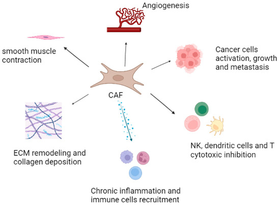 Cancer-Associated Fibroblast: Role in Prostate Cancer Progression to ...