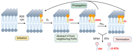 Polyunsaturated Fatty Acids Drive Lipid Peroxidation during Ferroptosis