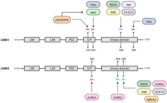 LIM Kinases, LIMK1 and LIMK2, Are Crucial Node Actors of the Cell Fate ...