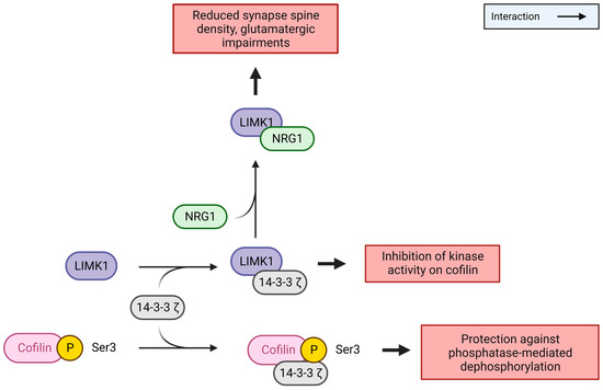 LIM Kinases, LIMK1 and LIMK2, Are Crucial Node Actors of the Cell Fate ...