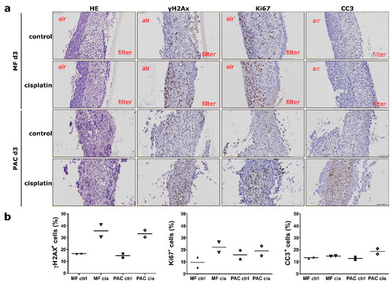 Perfusion Air Culture of Precision-Cut Tumor Slices: An Ex Vivo System ...