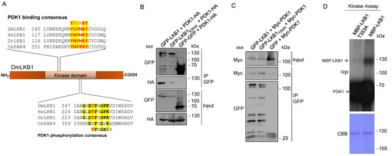 Phosphorylation of LKB1 by PDK1 Inhibits Cell Proliferation and Organ ...