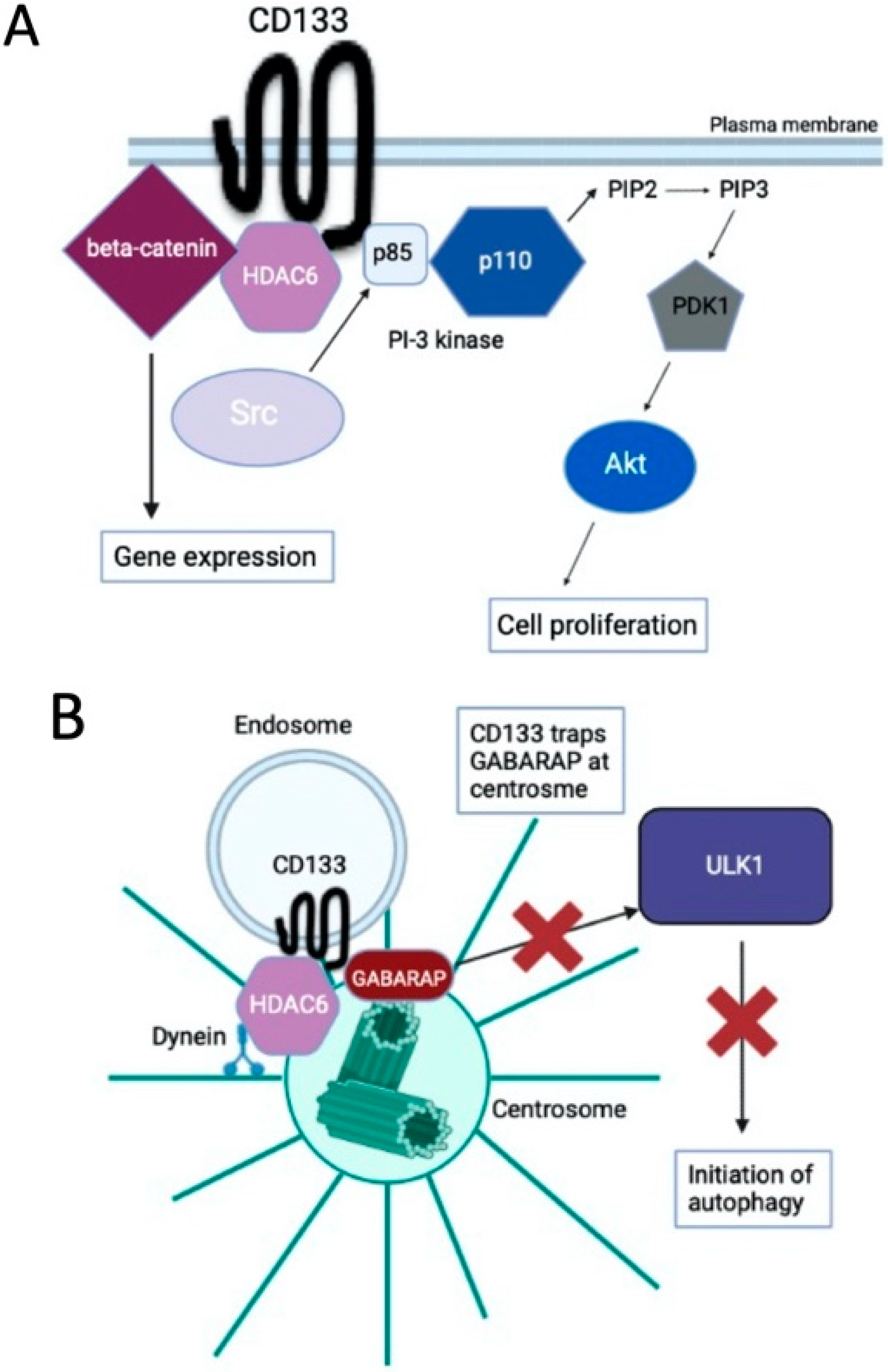 Cells Free Full Text Molecular Regulation Of Autophagy And