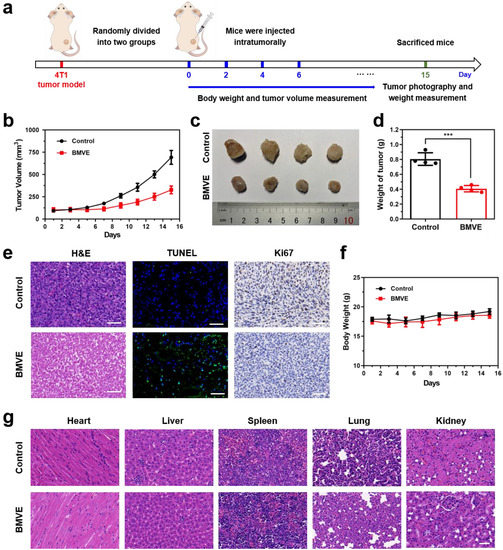Cells | Free Full-Text | Anticancer Activity of Bitter Melon-Derived ...