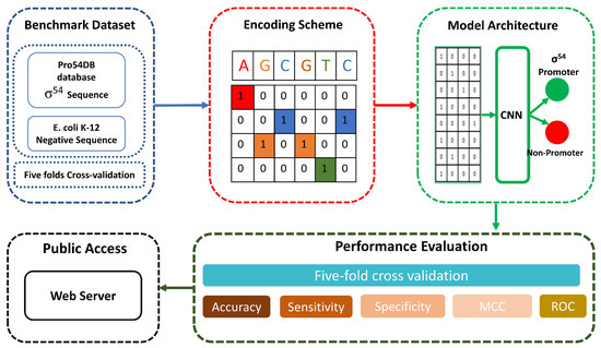 iProm-Sigma54: A CNN Base Prediction Tool for σ54 Promoters