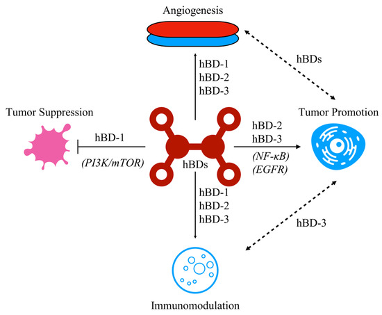 Human β-Defensins in Diagnosis of Head and Neck Cancers
