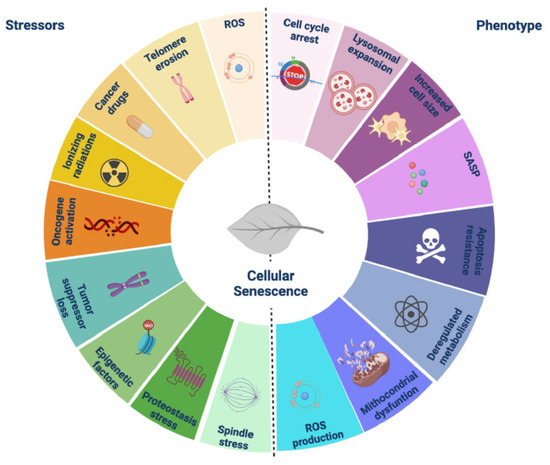 Cellular Senescence, a Novel Area of Investigation for Metastatic Diseases